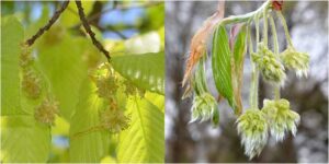 American Beech Tree - The Westmoor Arboretum- Smooth Bark