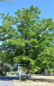 American Beech Tree - The Westmoor Arboretum- Smooth Bark