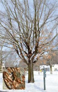 American Beech Tree - The Westmoor Arboretum- Smooth Bark