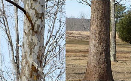 American Sycamore - The Westmoor Arboretum - Unique Bark