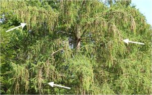 Bald Cypress - The Westmoor Arboretum - Deciduous Conifer