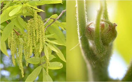 Bitternut Hickory - The Westmoor Arboretum - Soaring Canopy