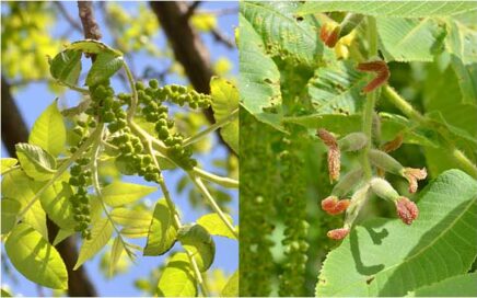 Black Walnut - The Westmoor Arboretum - Juglans