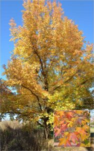 Common Sweetgum - The Westmoor Arboretum - Spiked Fruit
