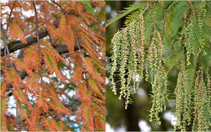 Dawn Redwood - The Westmoor Arboretum - Deciduous Conifer