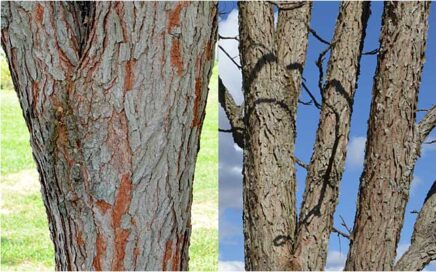 Kentucky Coffee Tree - The Westmoor Arboretum - Unique Leaf