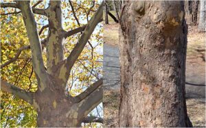 London Planetree - The Westmoor Arboretum - Hybrid Tree