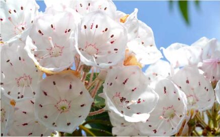 Mountain Laurel - The Westmoor Arboretum - CT State Flower