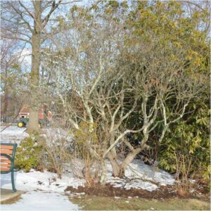 Mountain Laurel - The Westmoor Arboretum - CT State Flower
