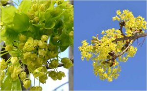 Norway Maple - The Westmoor Arboretum - Invasive Species