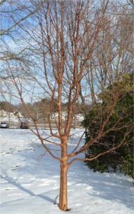 Paperbark Maple - The Westmoor Arboretum - Blood Bark Tree