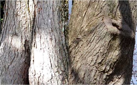 Red Maple - The Westmoor Arboretum - Fall Foliage