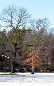 Red Oak Coppice - The Westmoor Arboretum - Experiment