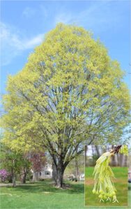 Sugar Maple - The Westmoor Arboretum - Keystone Species