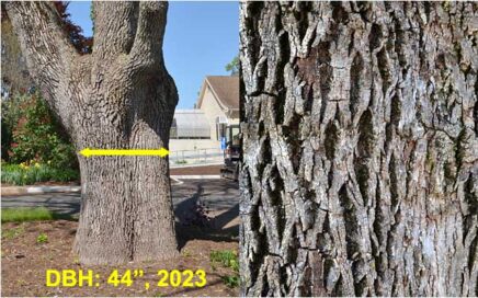 White Ash - The Westmoor Arboretum CT Notable Tree
