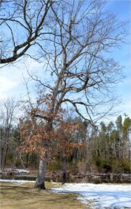 White Oak - The Westmoor Arboretum - Keystone Species