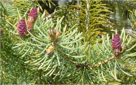White Spruce - The Westmoor Arboretum - Valuable Timber